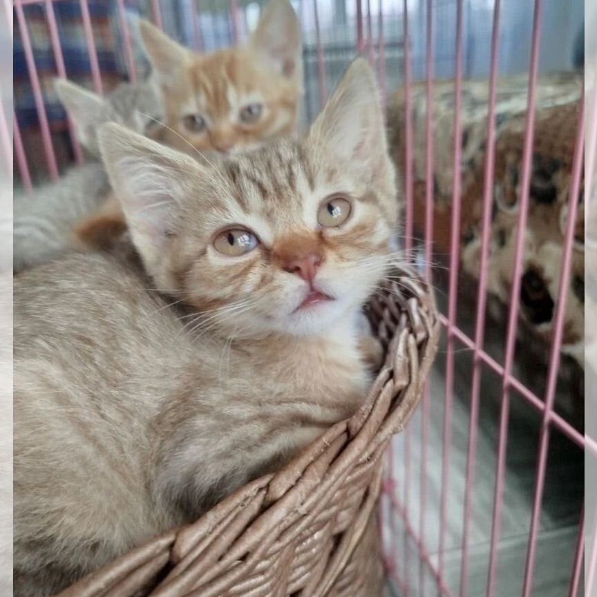 Девон-рекс котёнок