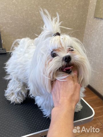 Найдена собака мальтийская болонка кабель