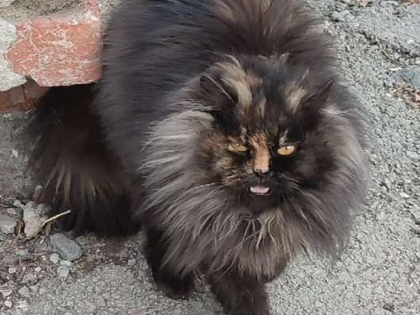 Кошка жила в подвале, ищет дом