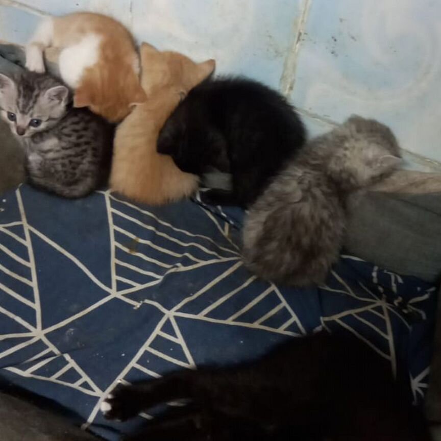 Котятки