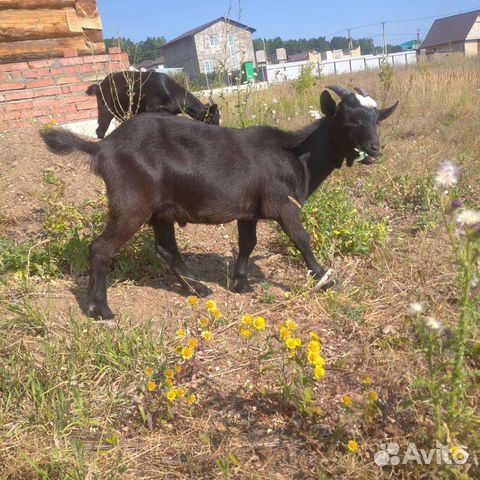 Продам козла Лобзика Василича