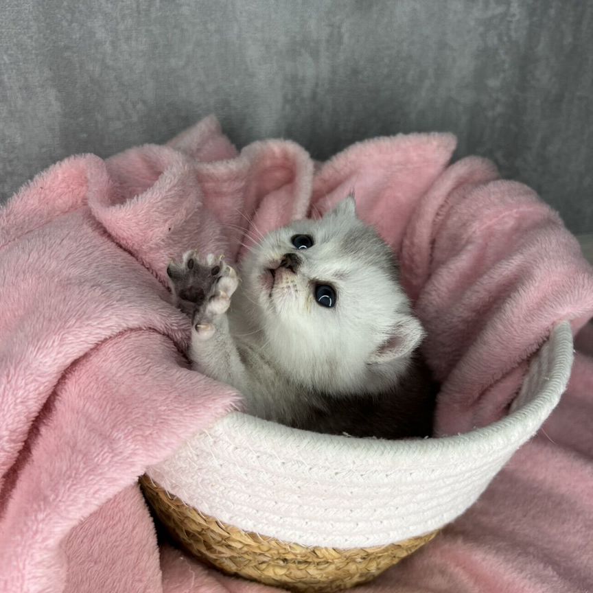Шотландский котик