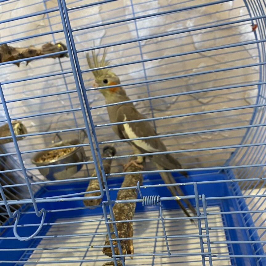 Попугай корелла с клеткой