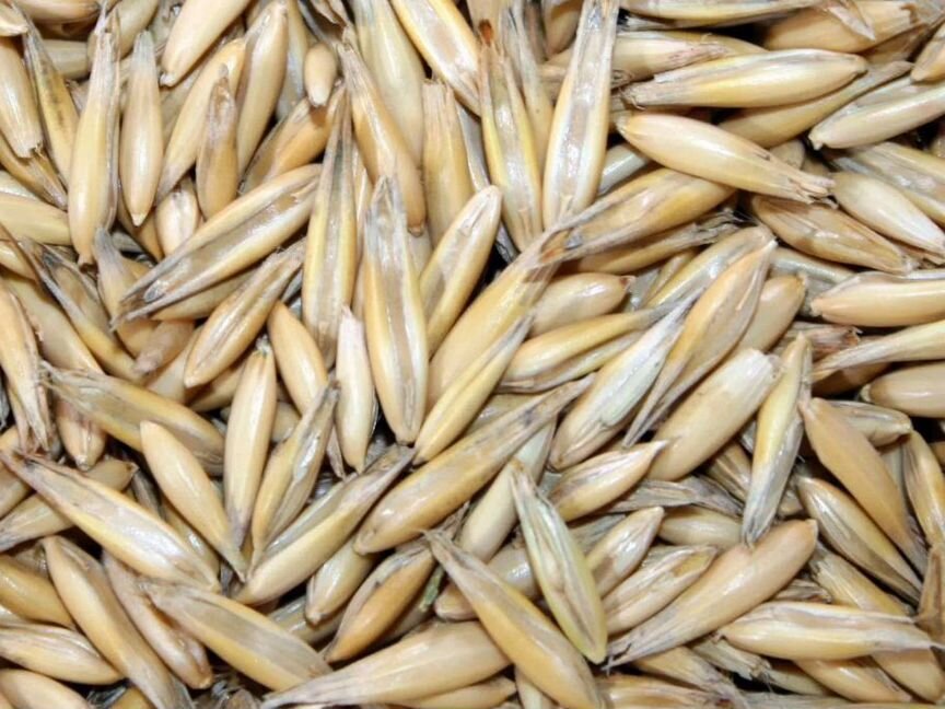 Кормовой овёс, Просо на корм