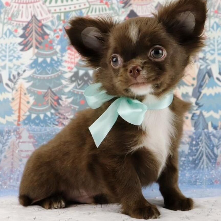 Чихуахуа, щенок