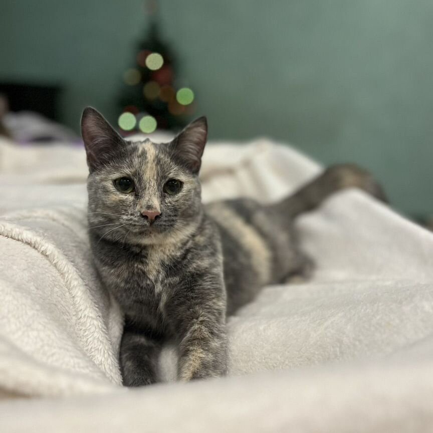 Котята в добрые руки бесплатно