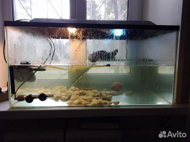 Аквариум черепашник