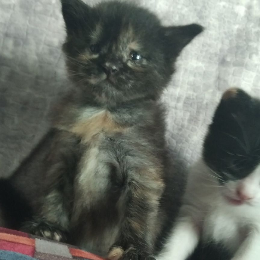 Отдам в добрые руки,кошечки очень забавные