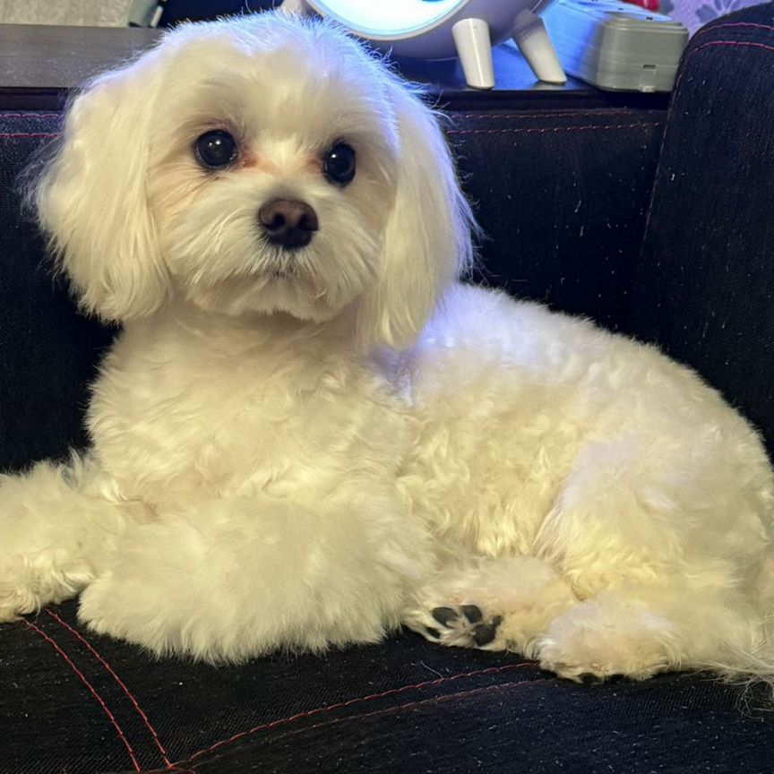 Вязка мальтийская болонка мальчик