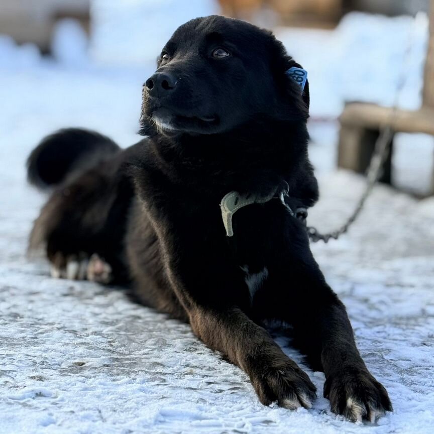 Взрослый пёс в добрые руки