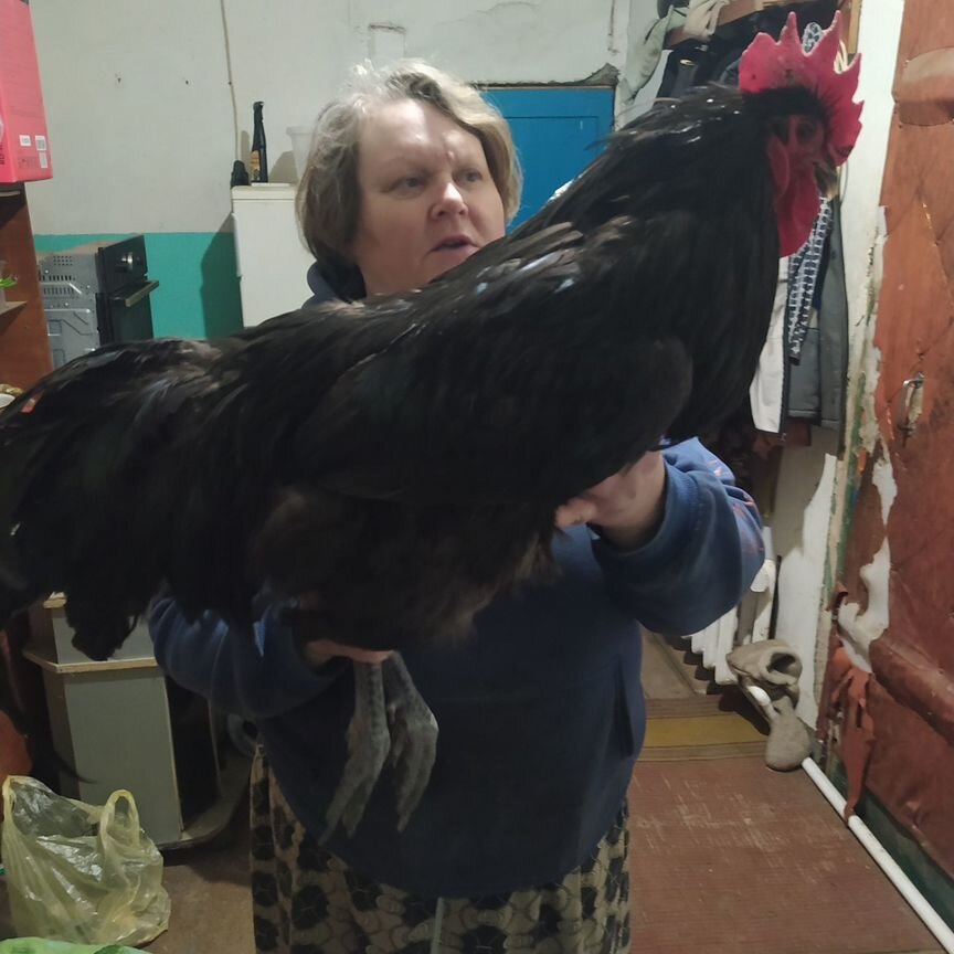 Куры несушки и петух