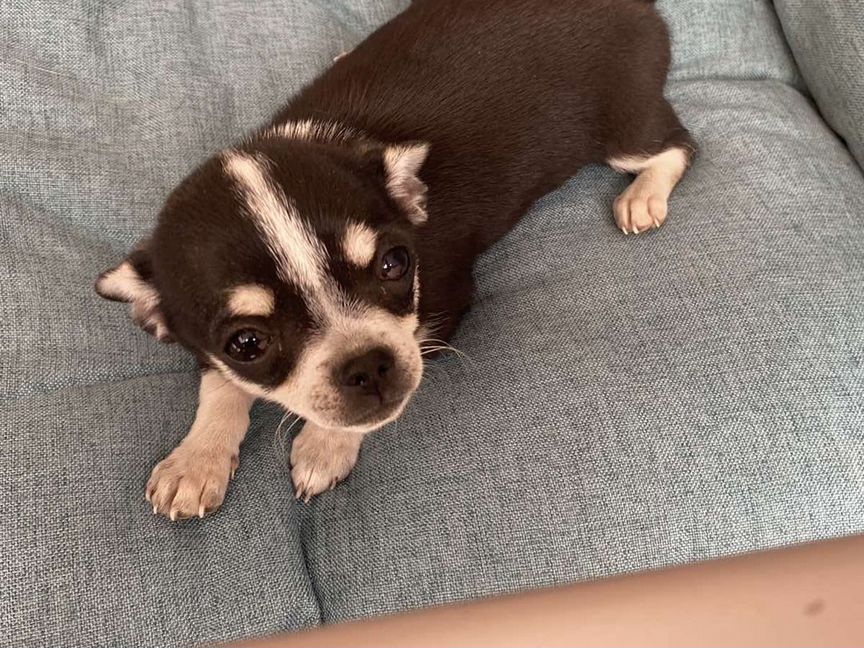 Продам Чихуахуа мальчик