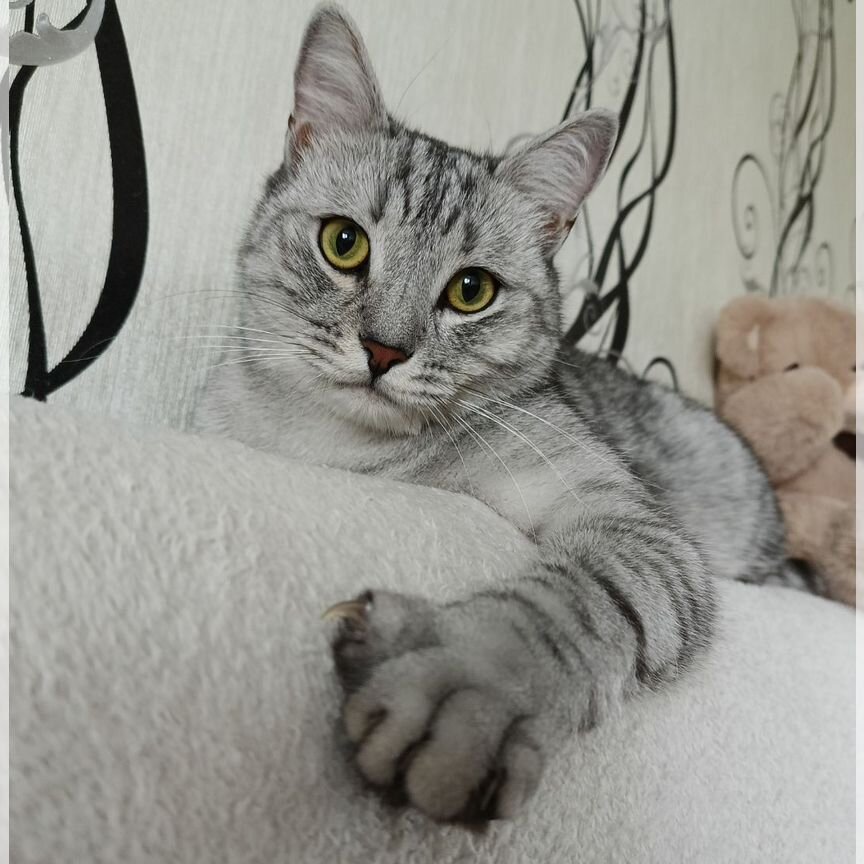 Кот (кастрирован)