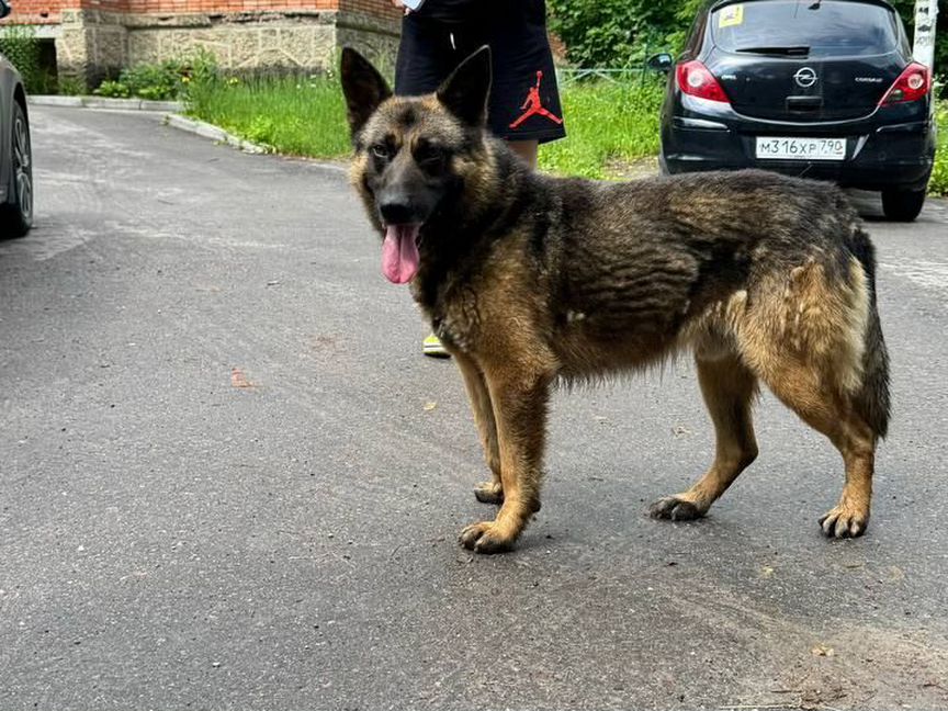 Немецкая овчарка в добрые руки