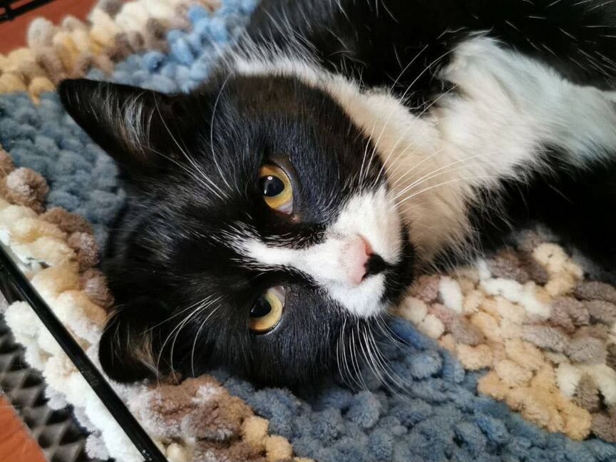 Котенок в добрые руки