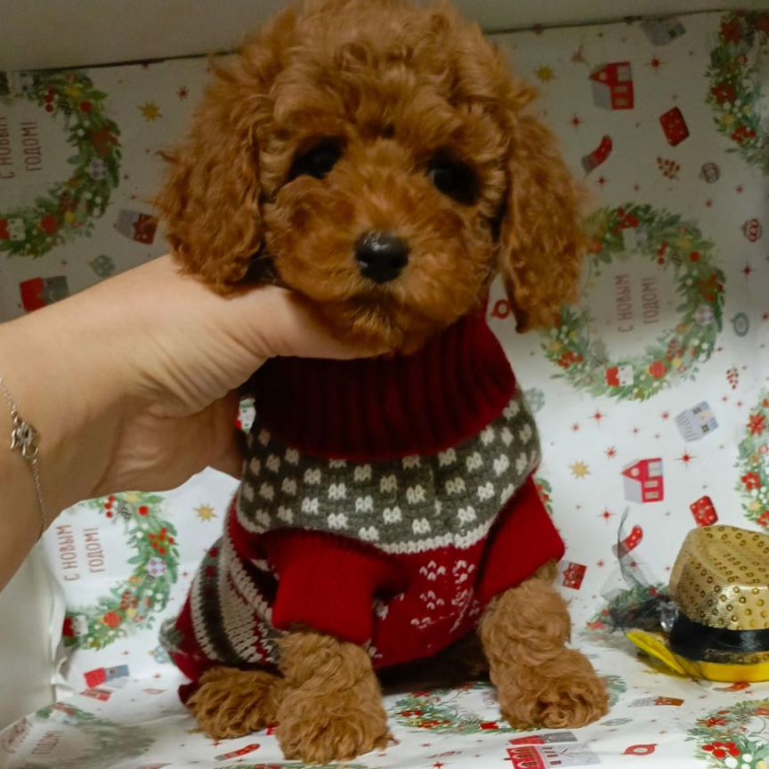 Пудель, щенок