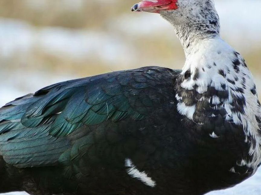 Продаю уток - шипунов, на развод