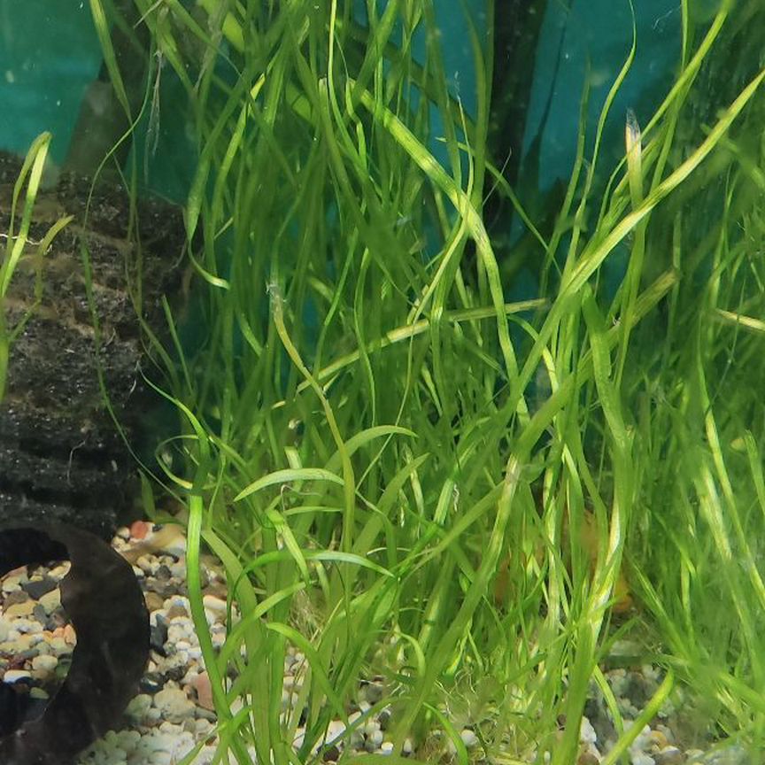 Аквариумное растение, бесплатно