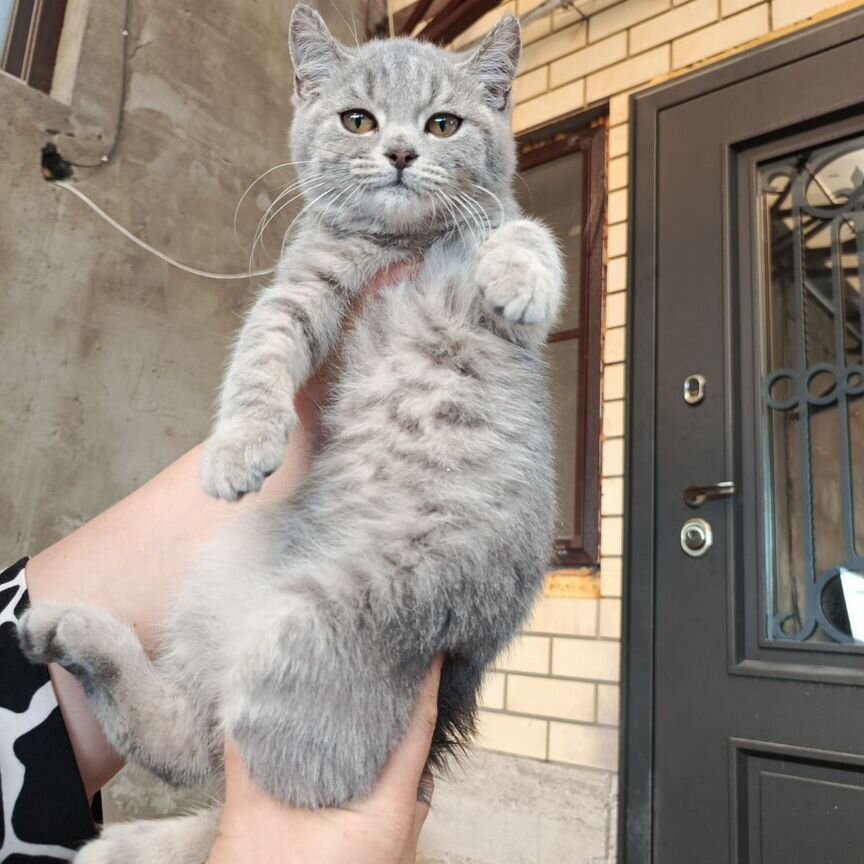 Шотладские котята