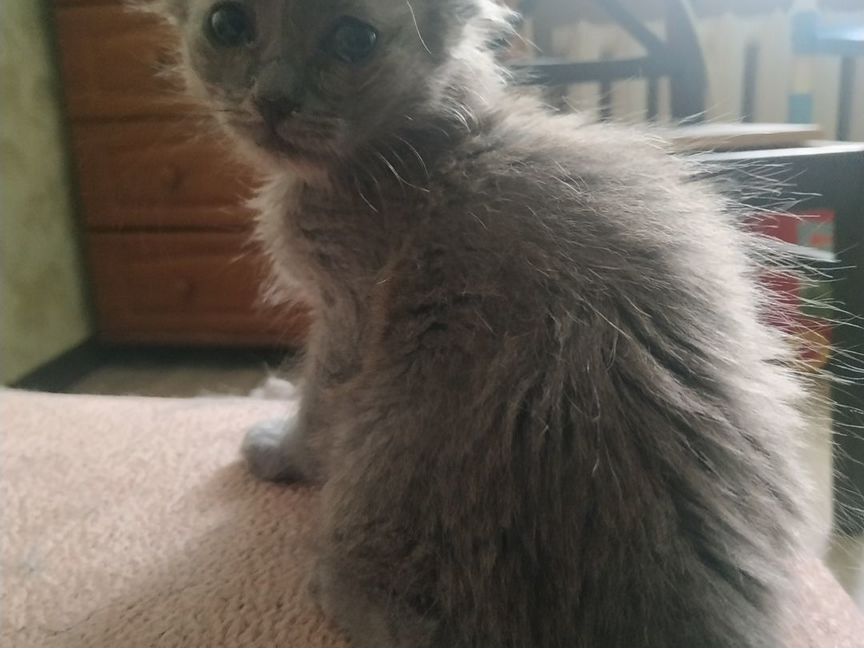 Котенок от русской голубой