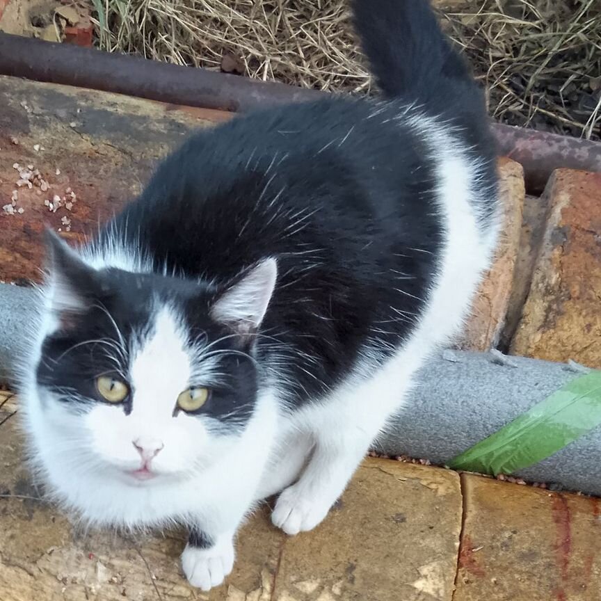 Взрослый кот в добрые руки