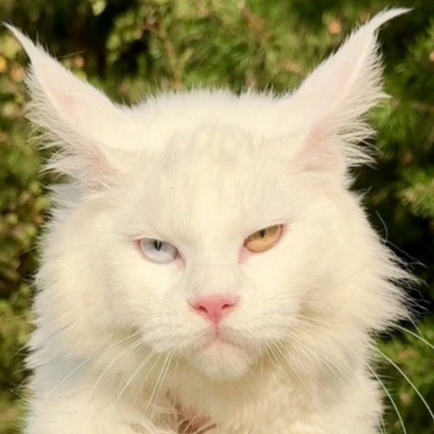 Мейн кун полидакт белая разноглазая кошка