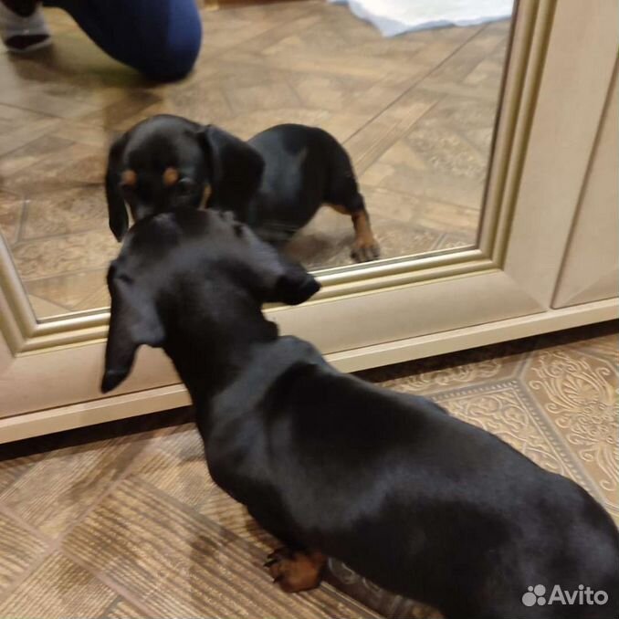 Щенки мини таксы