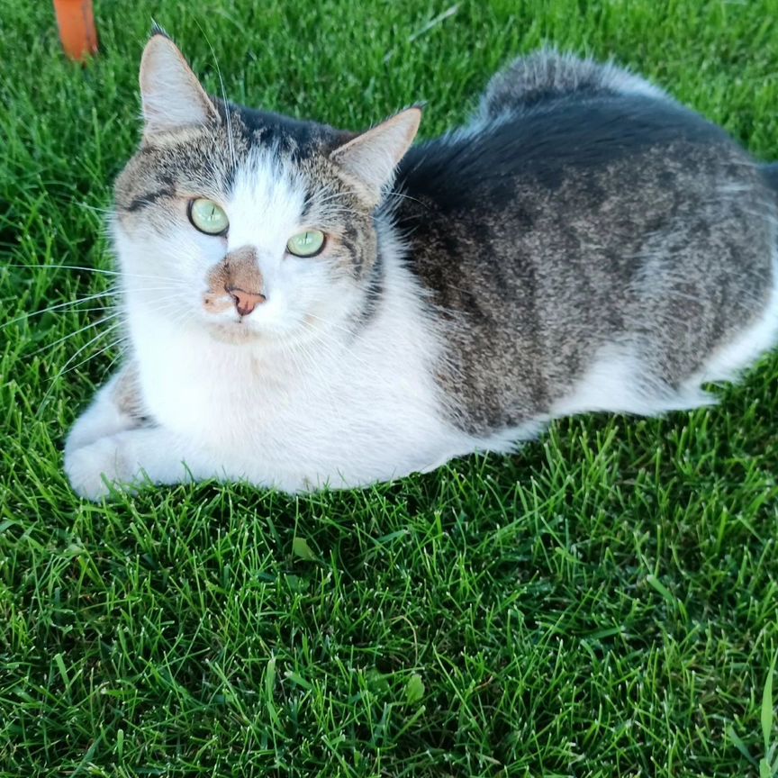Котик ищет дом