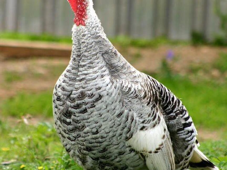 Индюки на мясо