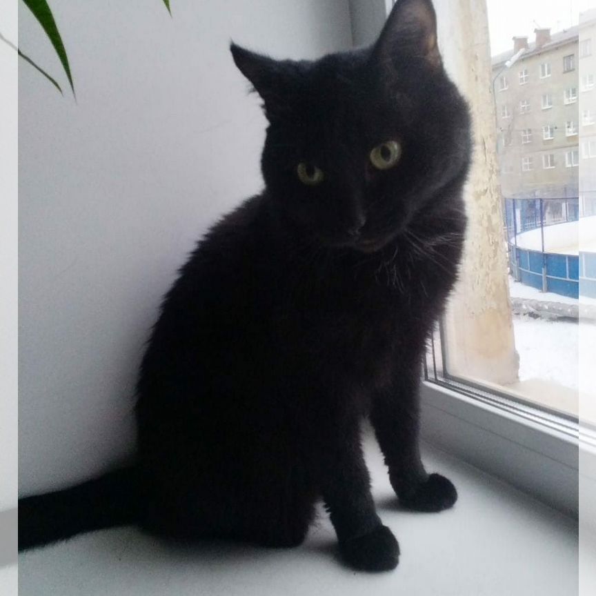 Кот Кузя