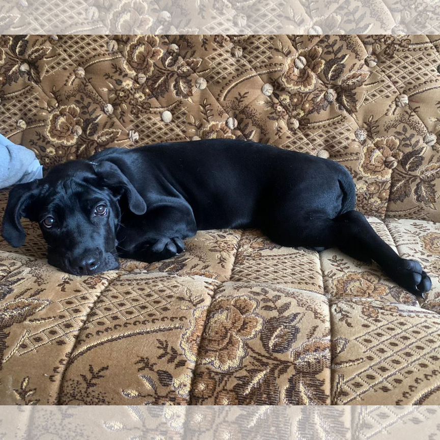 Щенок кане корсо