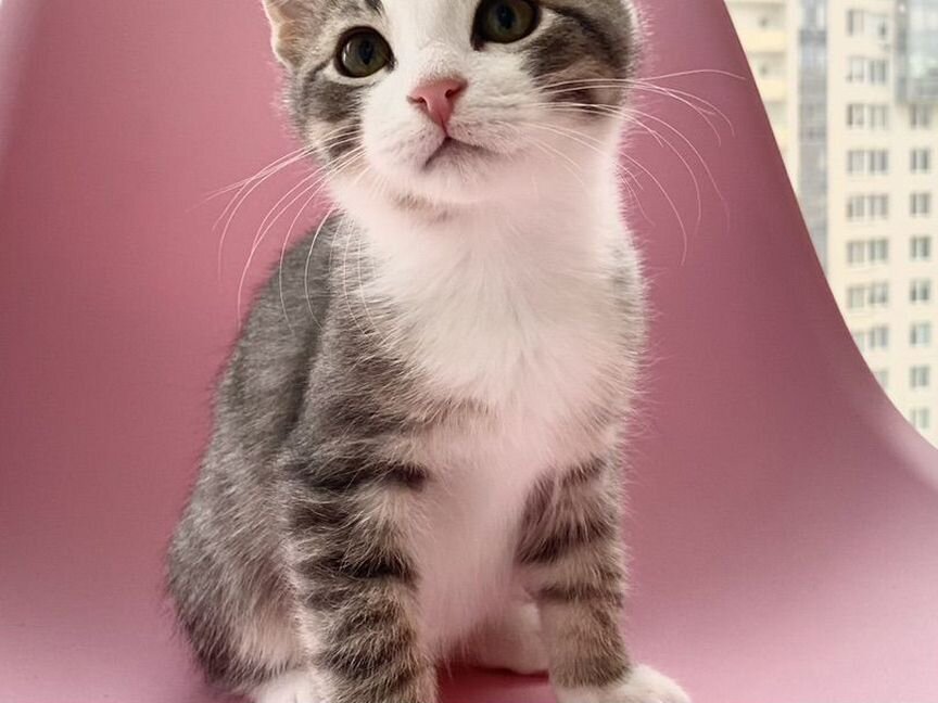 Котенок Сырник в поисках родителей