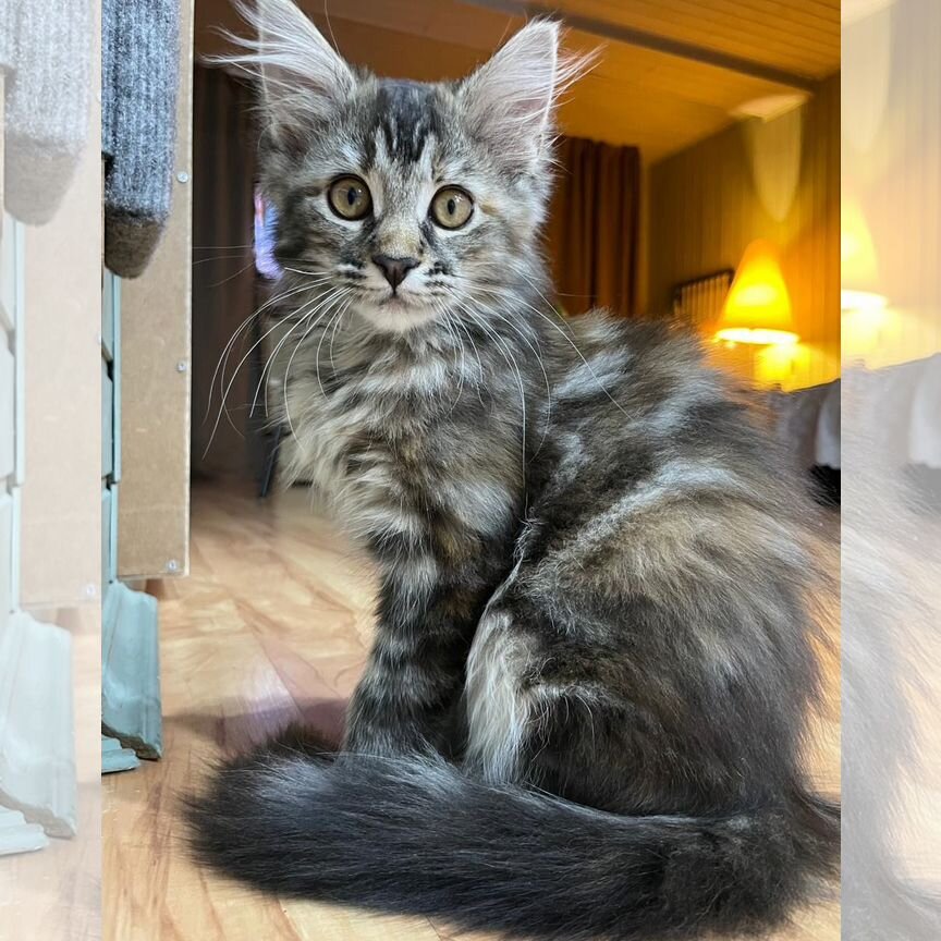 Сибирская кошка