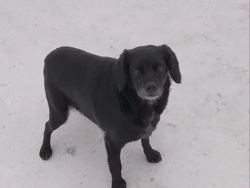 Маленькая собачка