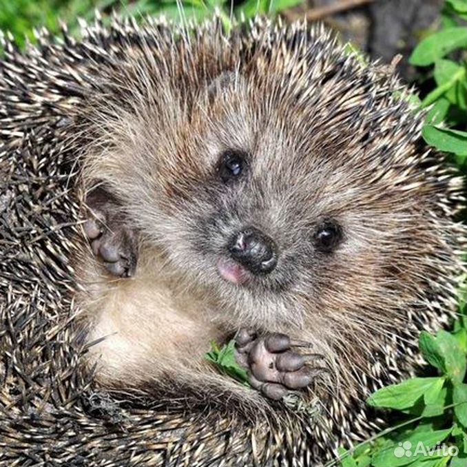Продам ежа 2 годика лесной
