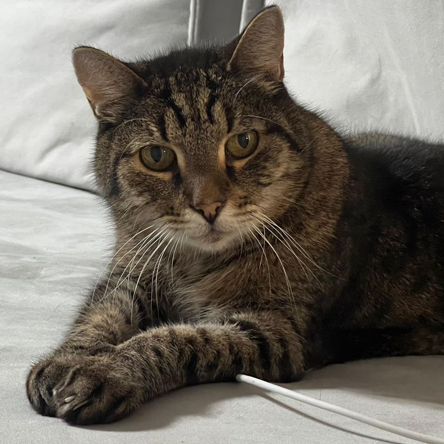 Кот