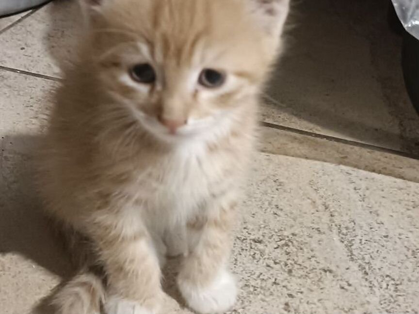 Кошка