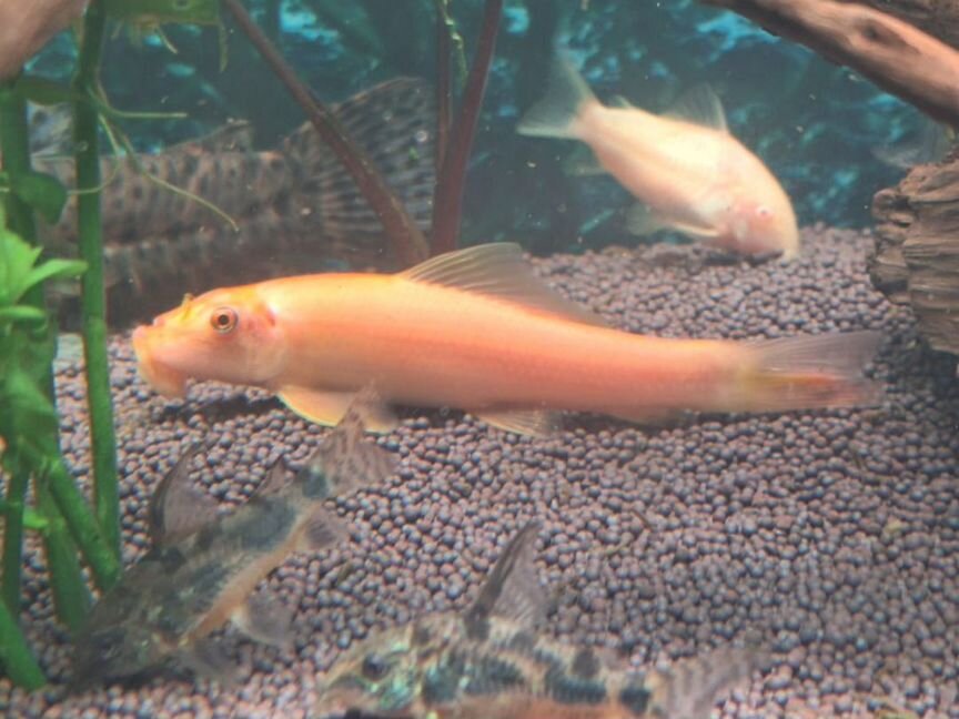 Аквариумные рыбки