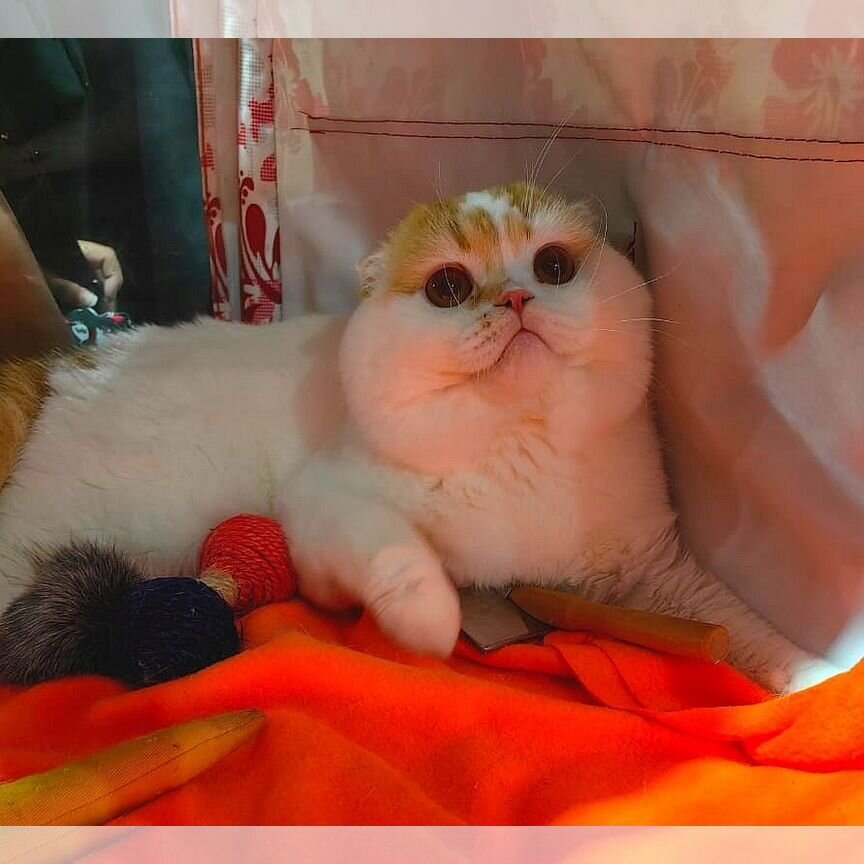 Шотландский кот