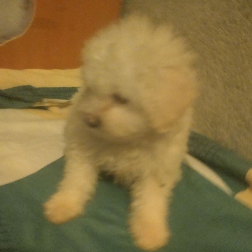 Щенок от частного владельца