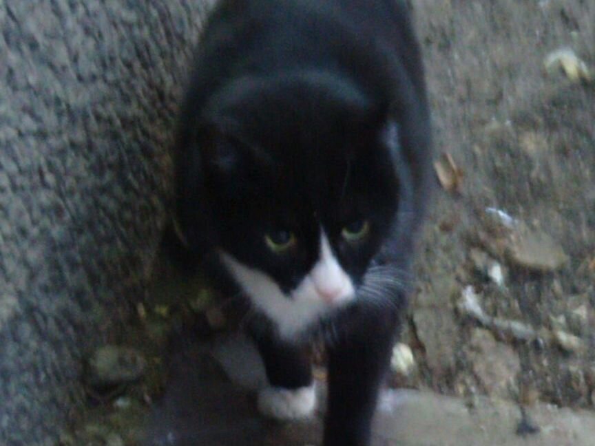 Кошка