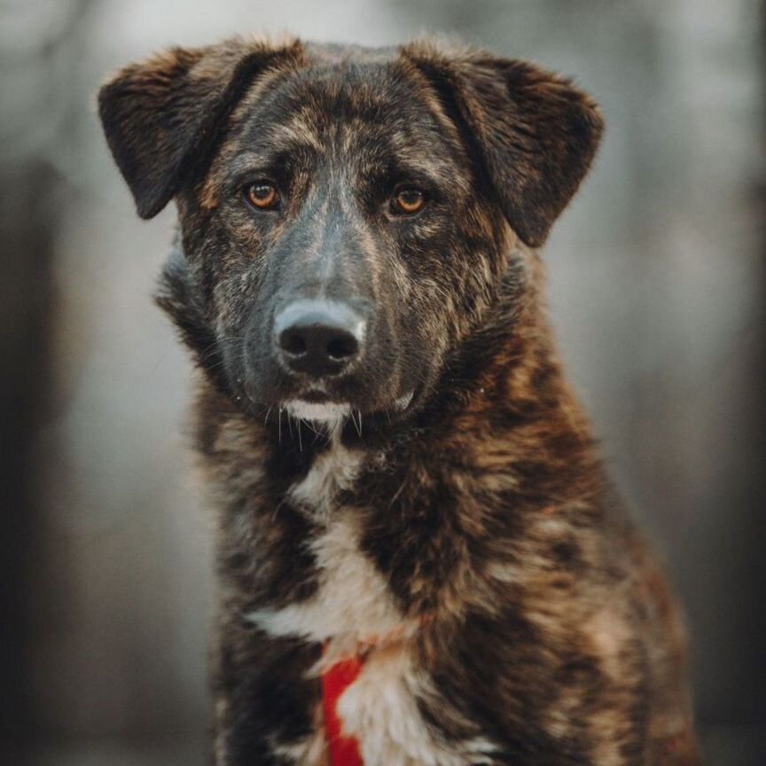 Взрослый пёс в добрые руки