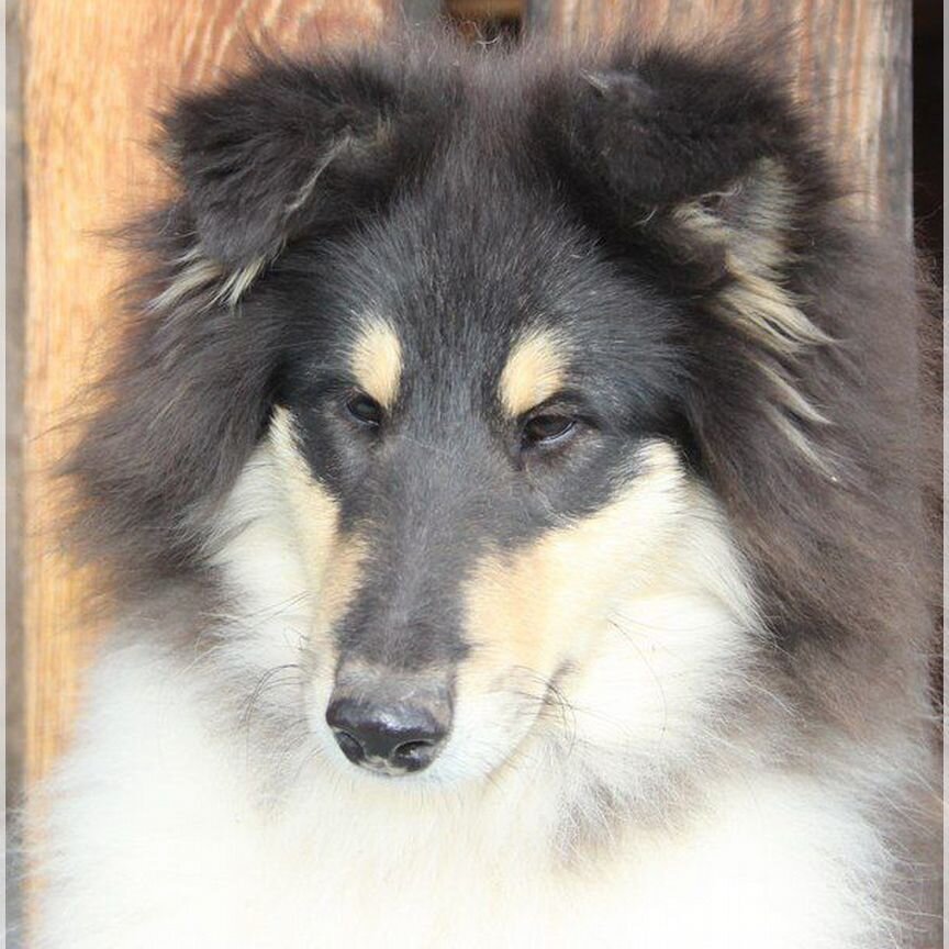 Колли, щенок