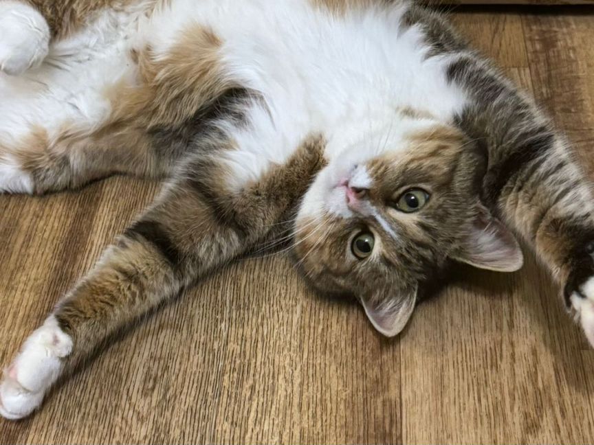 Кошка в добрые руки