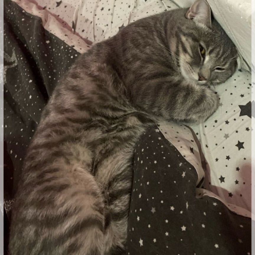 Кот Борис в добрые руки