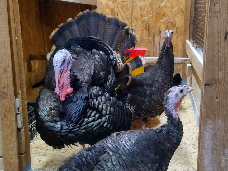 Дикая американская индейка