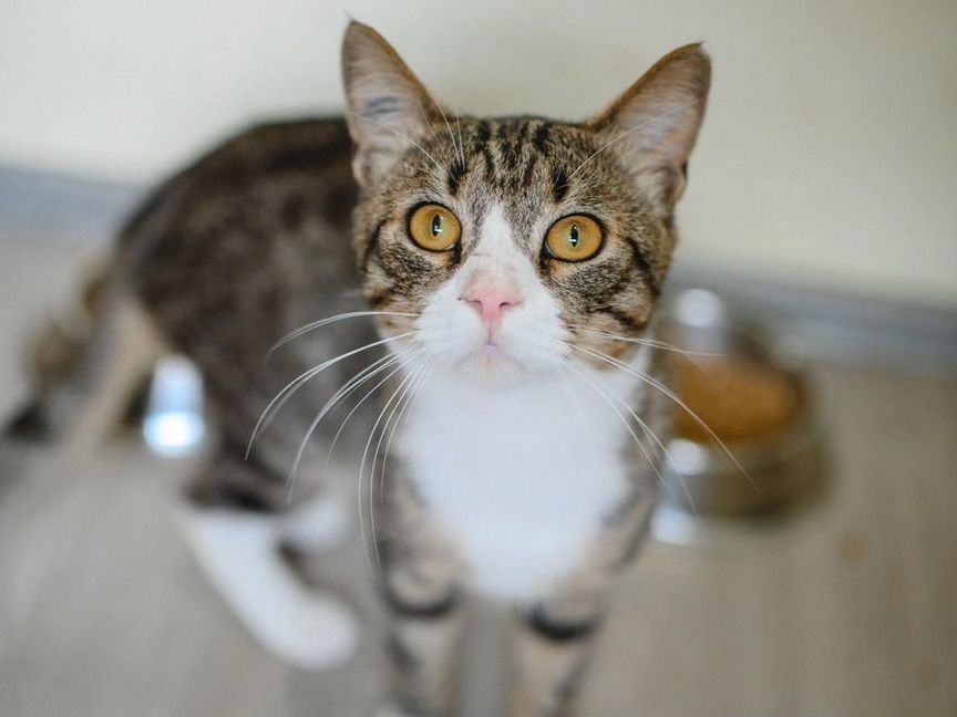 Патрик ищет дом