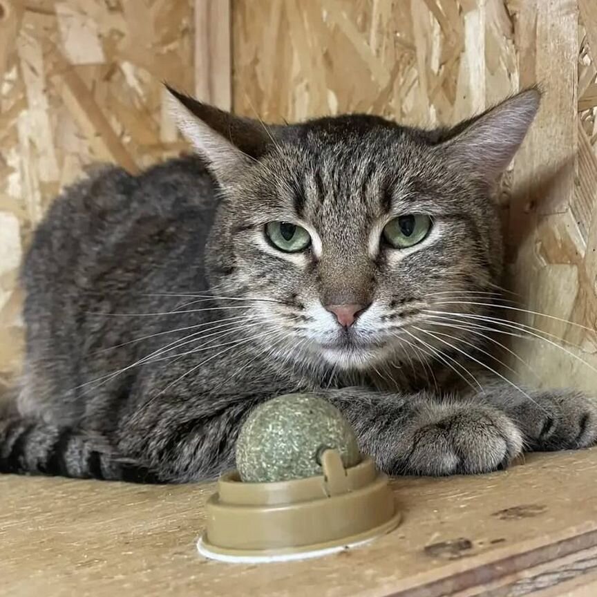 Взрослый кот в добрые руки