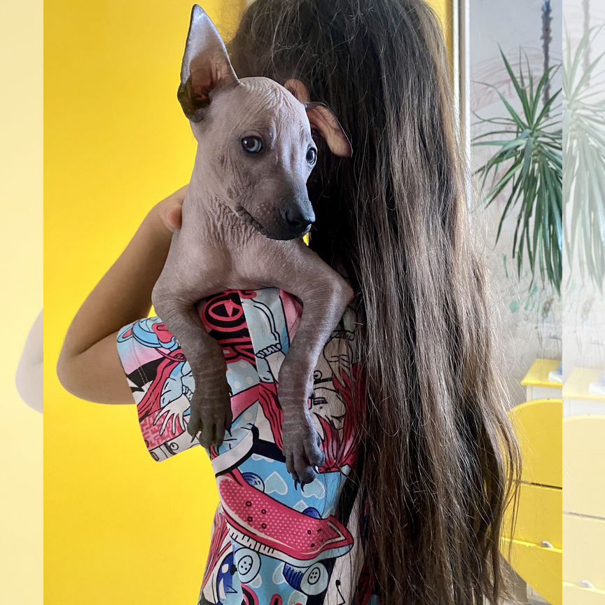 Мексиканская голая собака, щенок