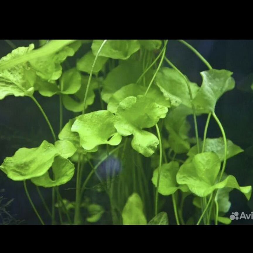 Аквариумное растение